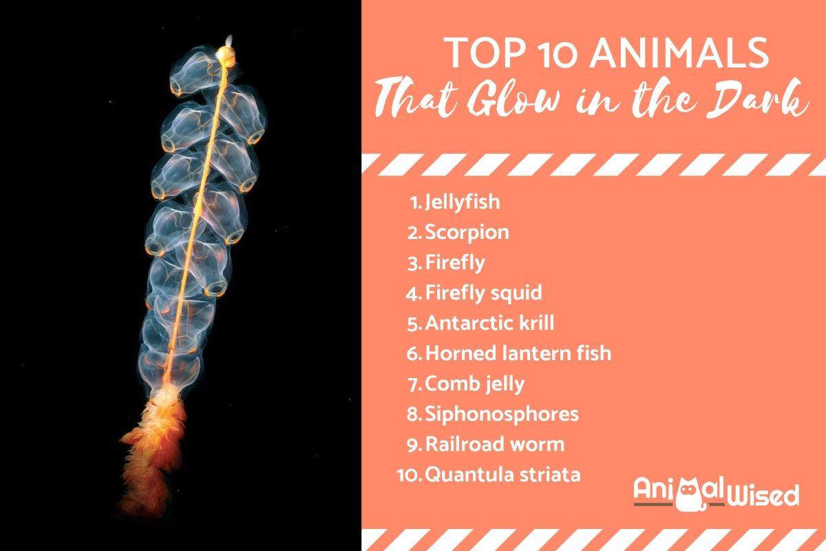 10 Glow in the Dark Animals - With Photos and Fun Facts