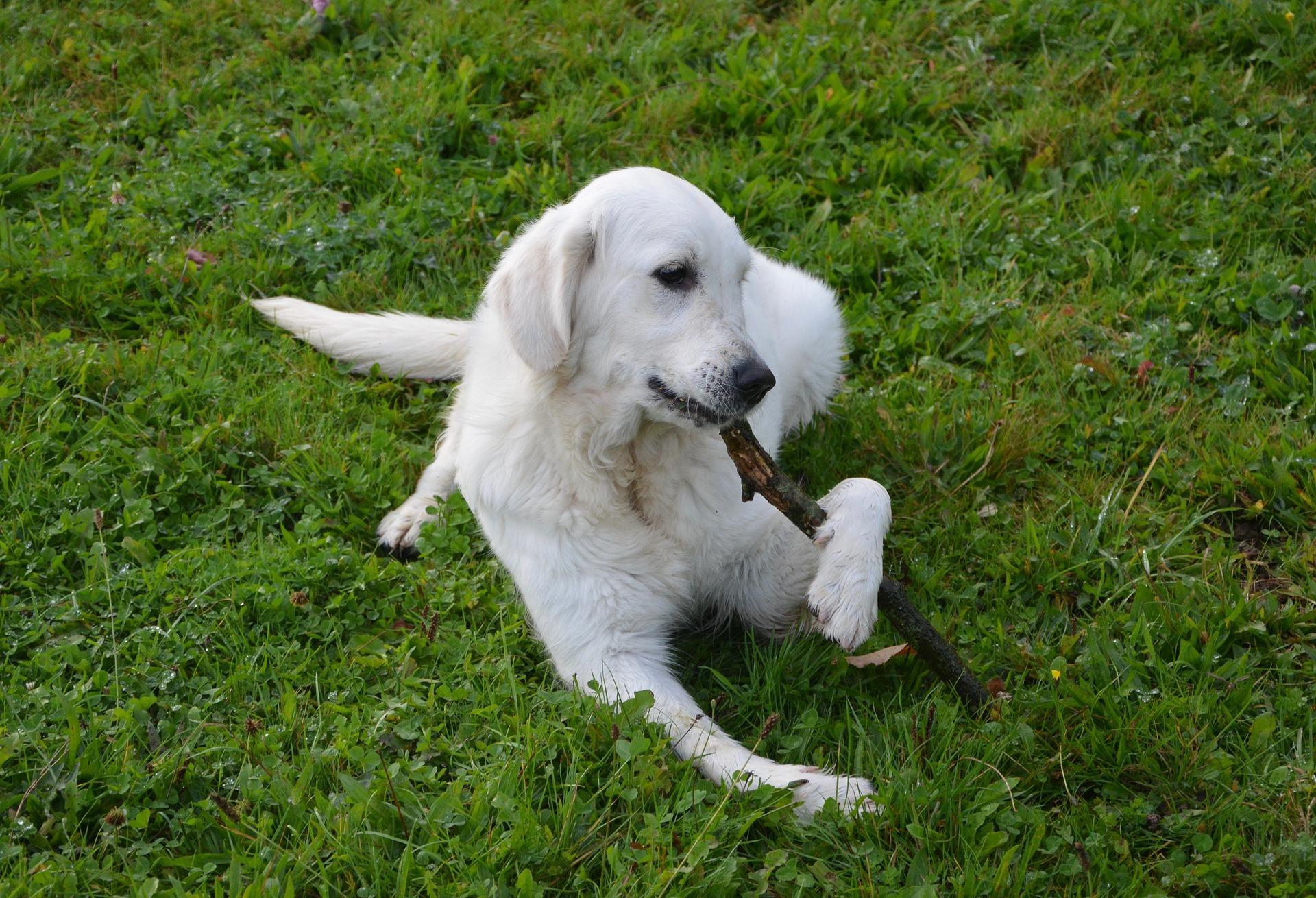 My Dog Is Eating Sticks - Why Dogs Eat Sticks & What to Do
