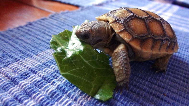 Tortoise Vitamin A Guide - Dosage, Deficiency Signs & Safe Treatment