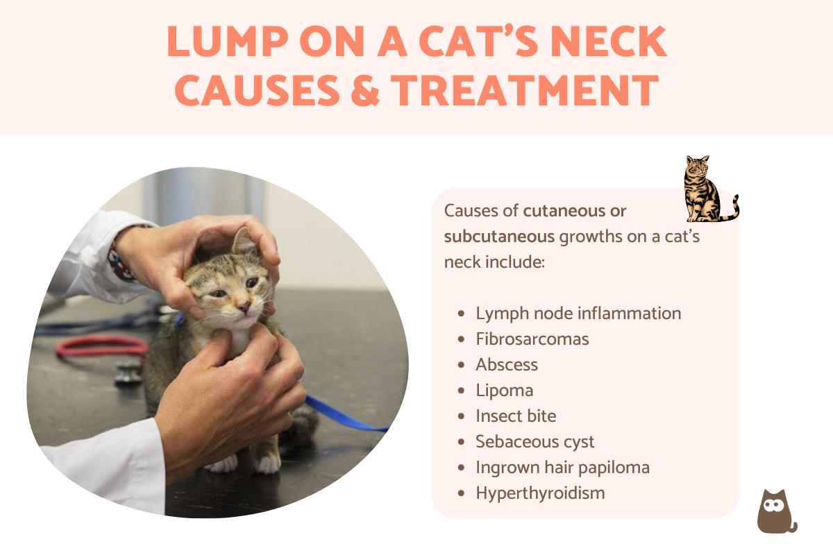 Lump on My Cat's Neck - Causes and Treatment of Neck Growths