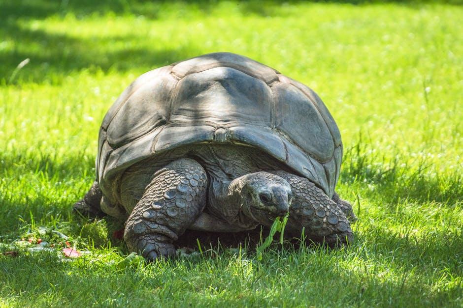 Tortoise Vitamin A Guide - Dosage, Deficiency Signs & Safe Treatment