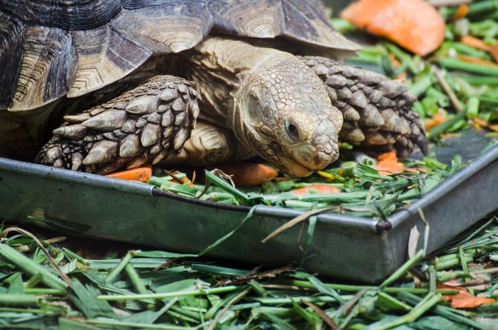 Tortoise Vitamin A Guide - Dosage, Deficiency Signs & Safe Treatment