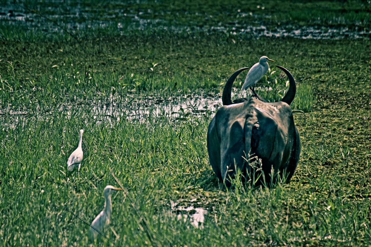 Habitat of the Wild Water Buffalo