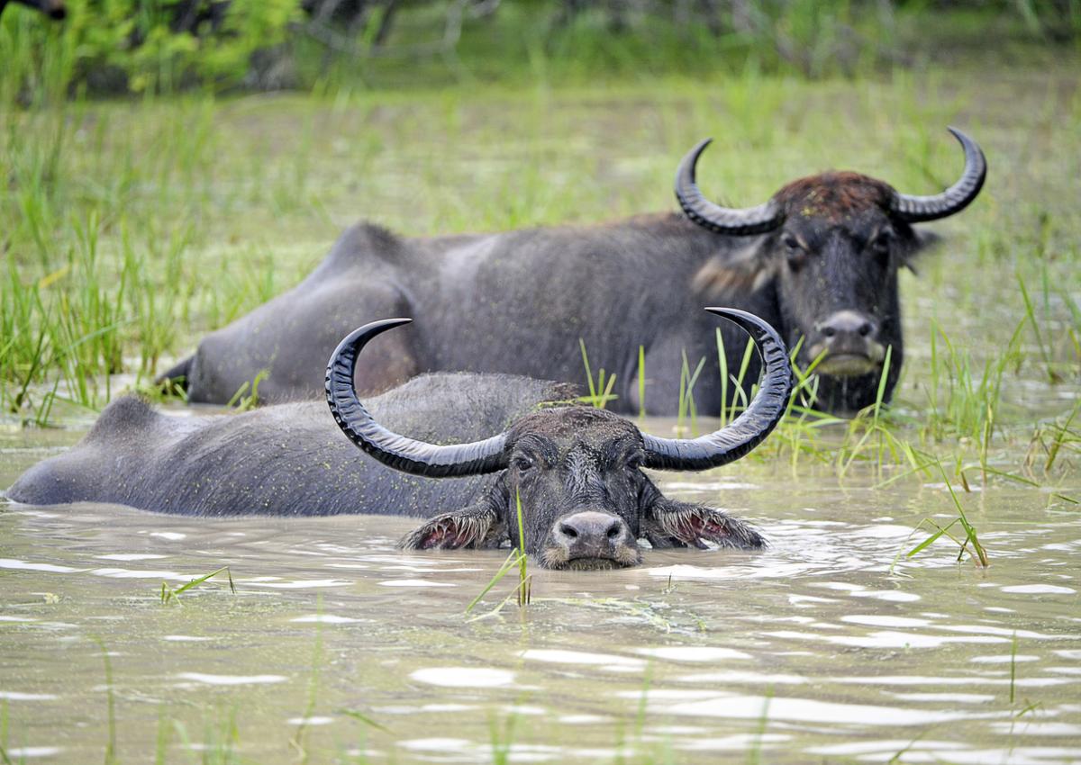 Habitat of the Wild Water Buffalo