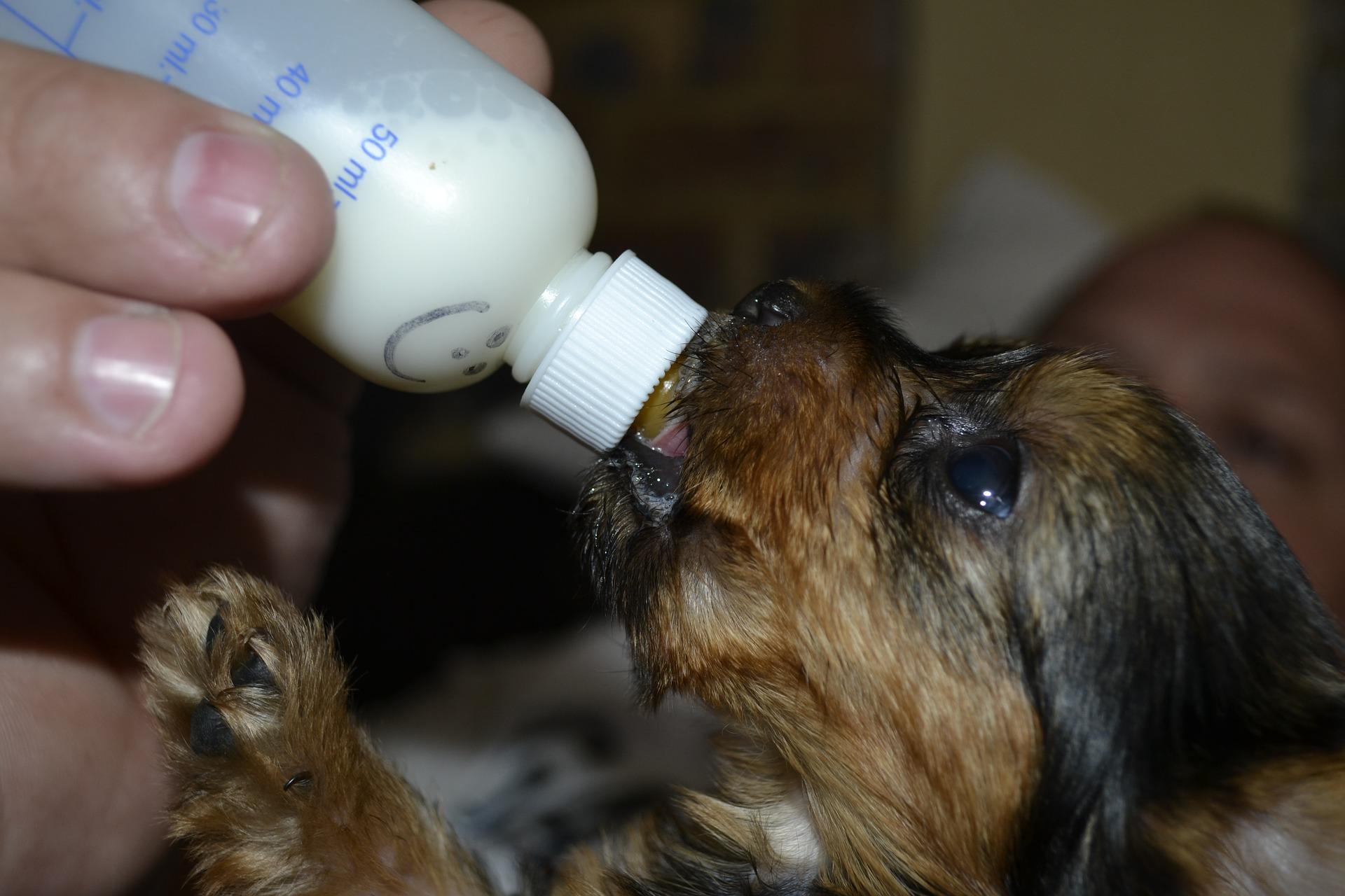 Homemade Newborn Puppy Formula - Recipe and Dosage