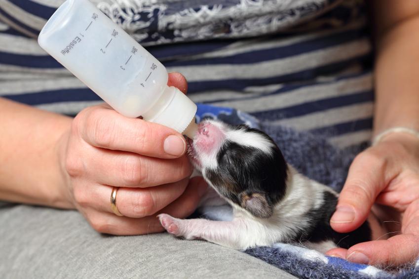 Homemade Newborn Puppy Formula - Recipe and Dosage