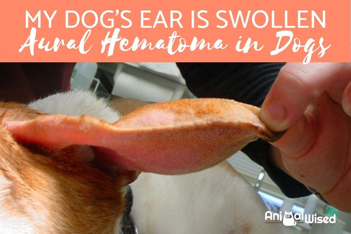 My Dog Has a Swollen Ear - Aural Hematoma in Dogs - Causes & Treatment