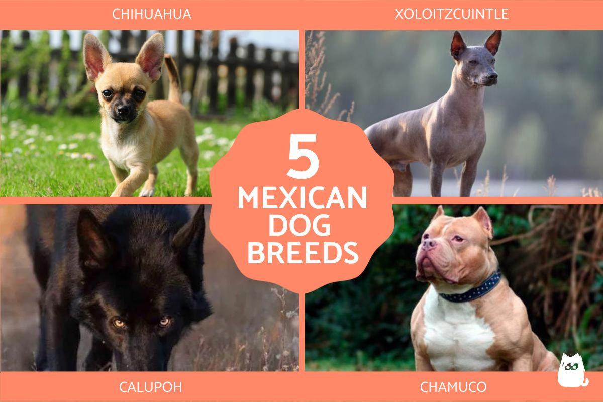 Top 5 Mexican Dog Breeds - Photos and Facts