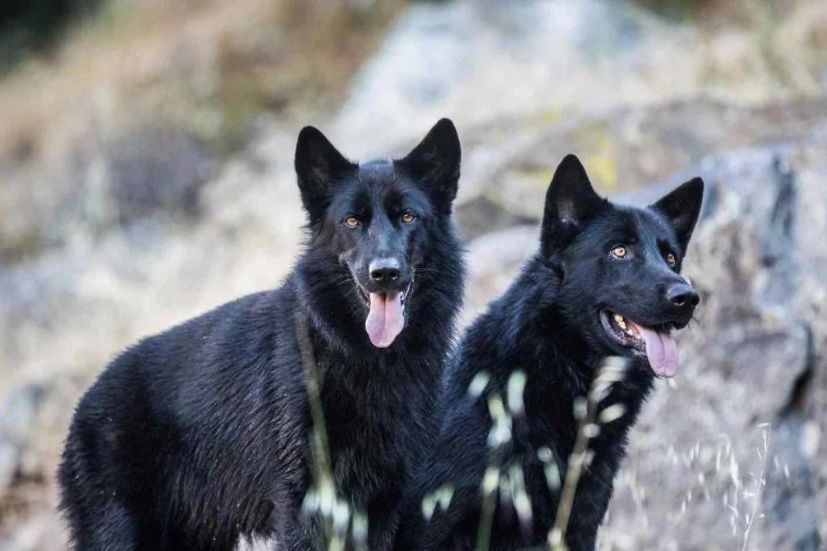 Top 5 Mexican Dog Breeds - Photos and Facts