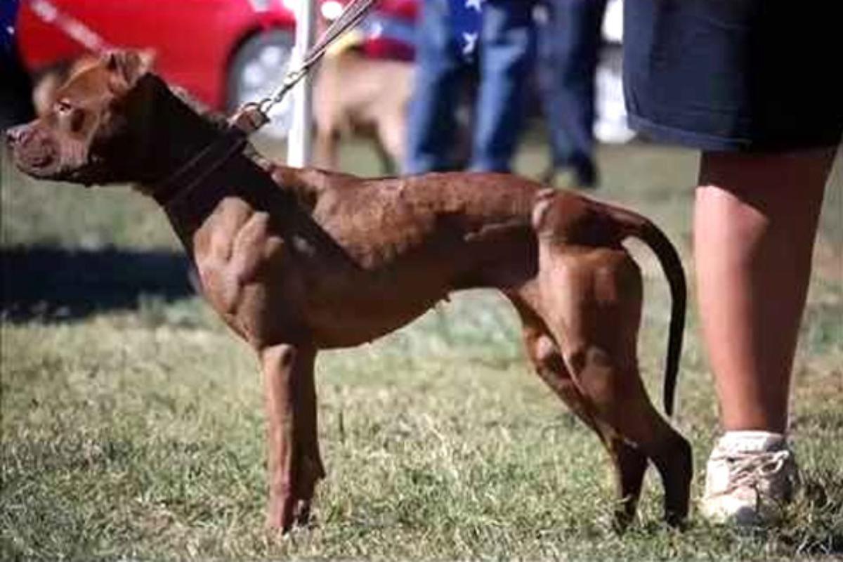 Top 5 Mexican Dog Breeds - Photos and Facts