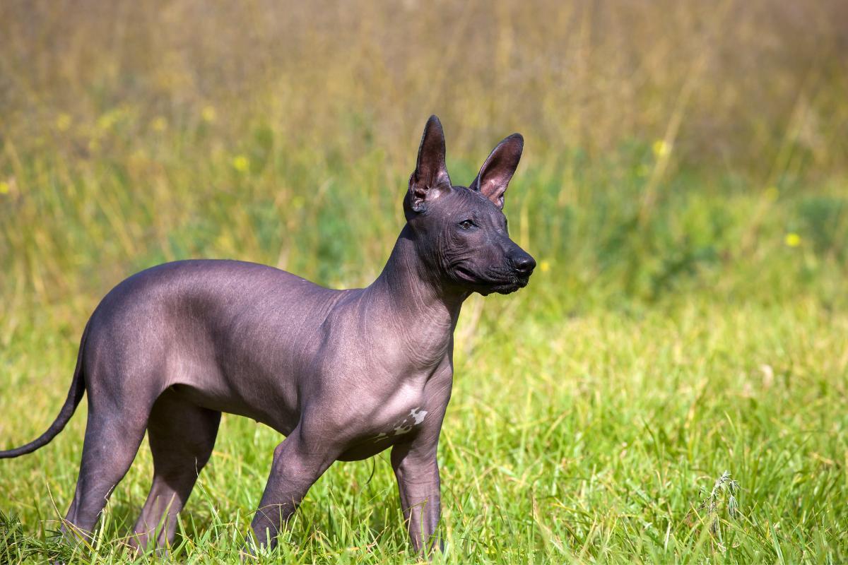 Top 5 Mexican Dog Breeds - Photos and Facts