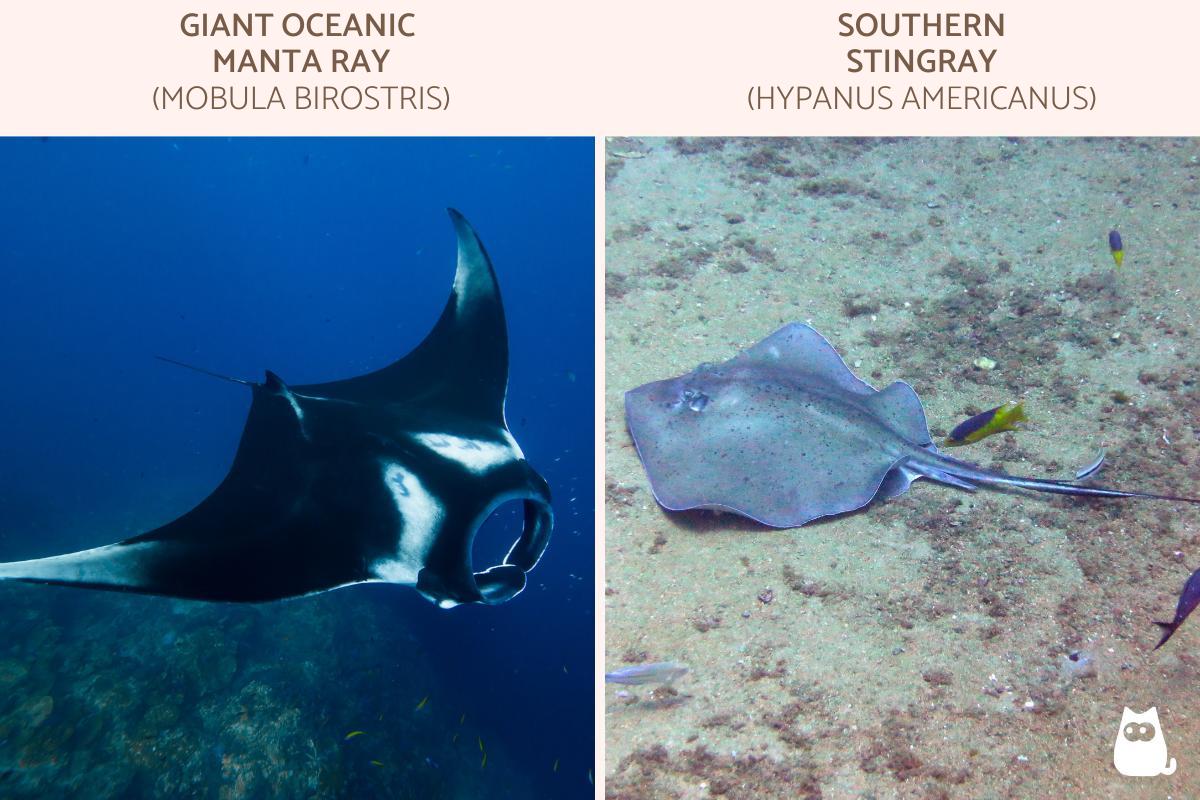 Manta Rays vs. Stingrays - Key Differences With Photos Manta Rays vs. Stingrays - Key Differences With Photos