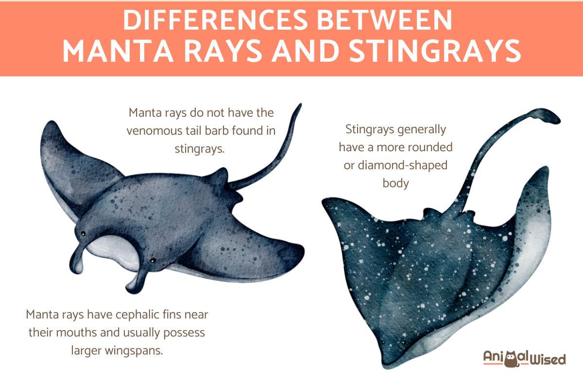 Manta Rays vs. Stingrays - Key Differences With Photos