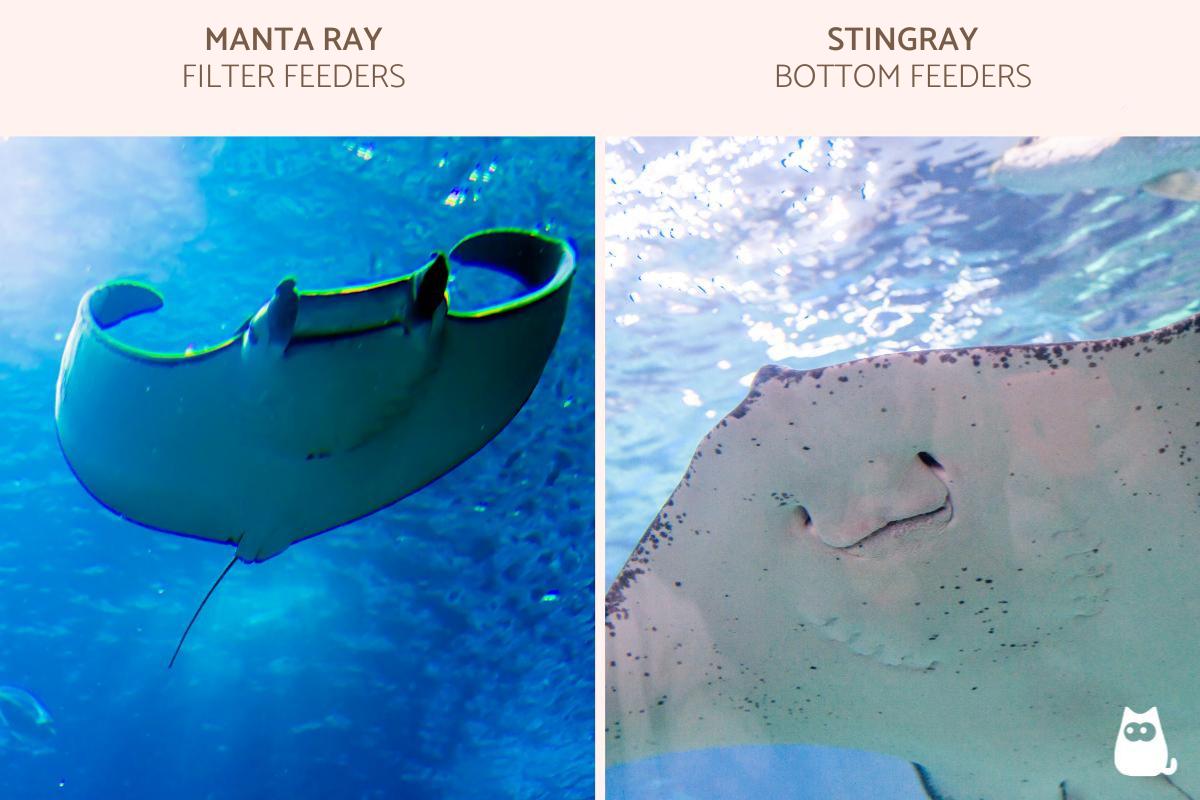 Manta Rays vs. Stingrays - Key Differences With Photos
