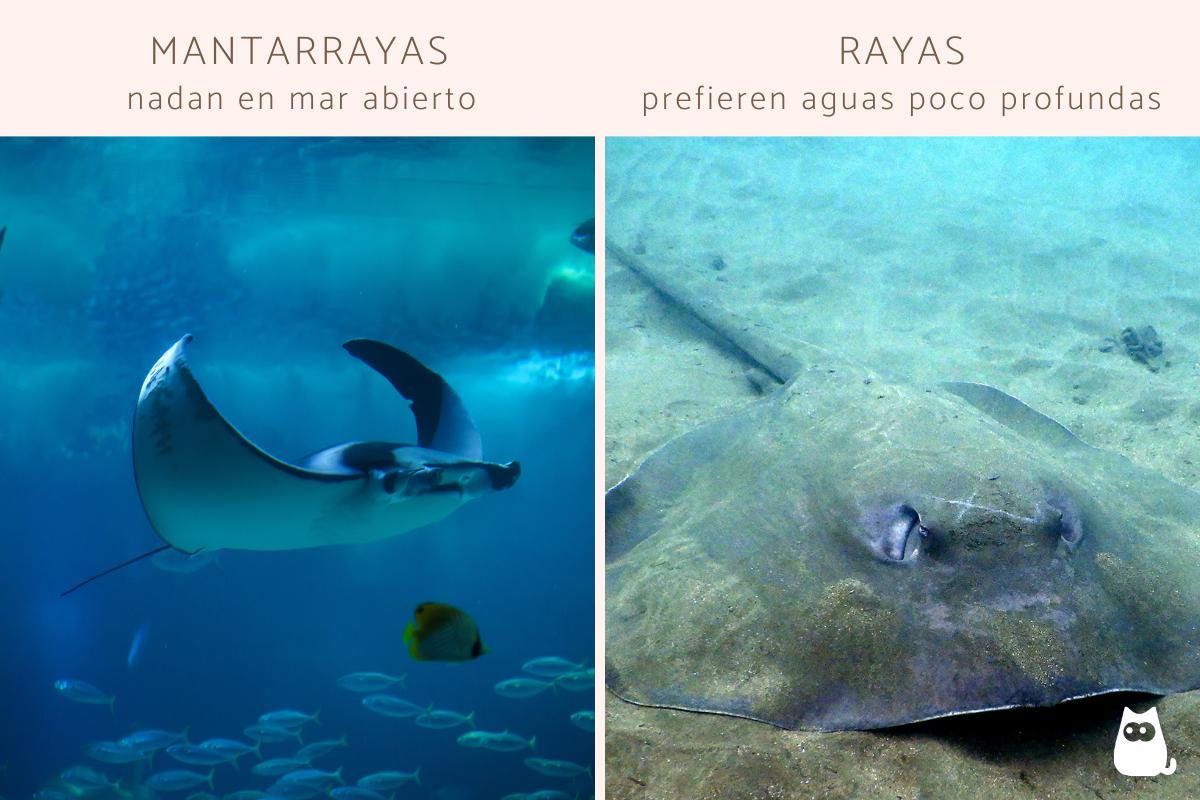 Manta Rays vs. Stingrays - Key Differences With Photos Manta Rays vs. Stingrays - Key Differences With Photos