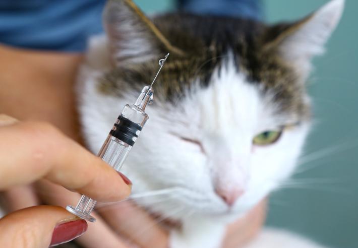 Metoclopramide for Cats - Dosage, Uses and Side Effects