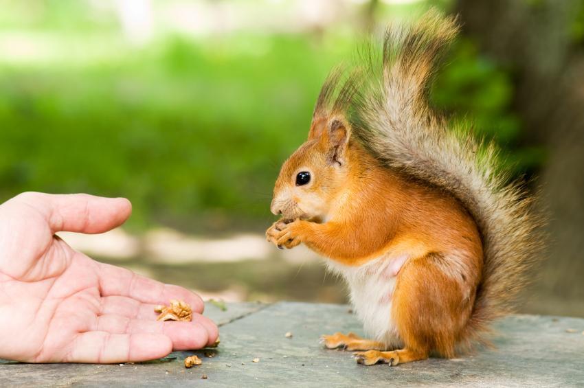 Squirrels as Pets - Is It OK to Have a Pet Squirrel? - What to Consider