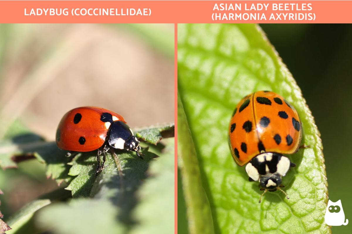 Do Ladybugs Bite Humans?