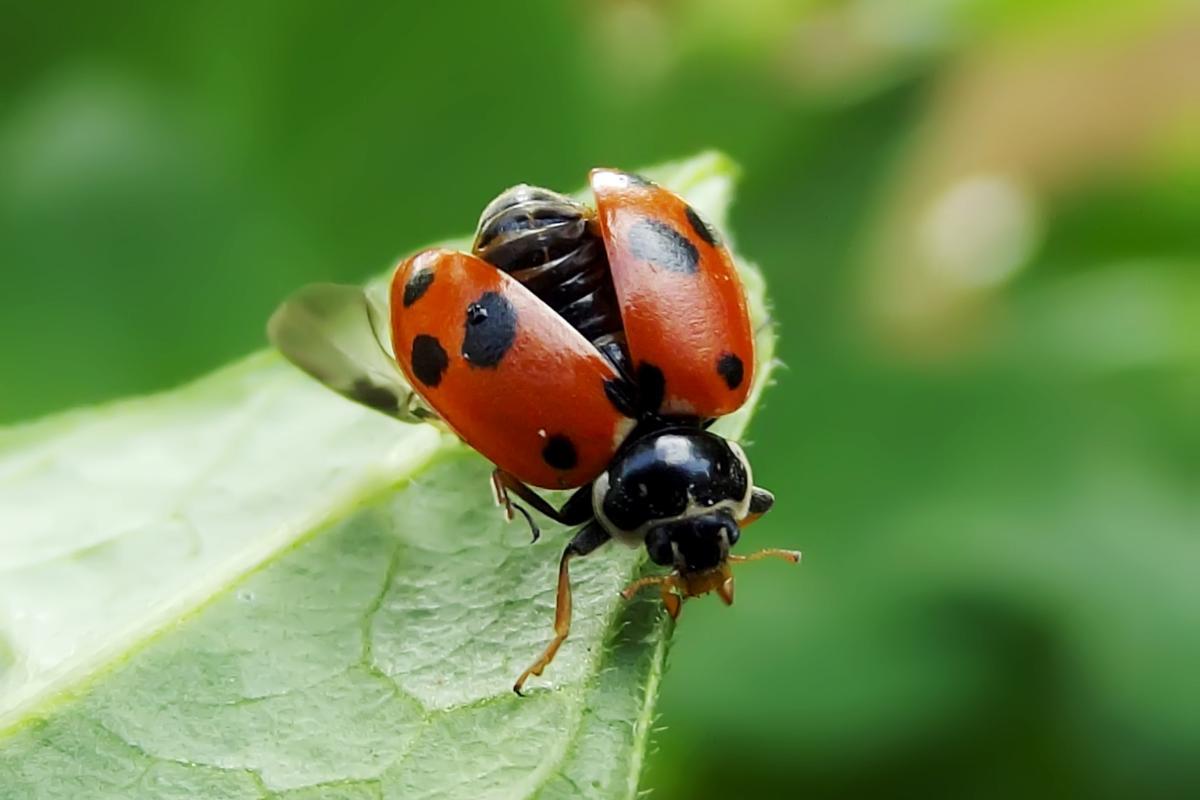 Do Ladybugs Bite Humans?