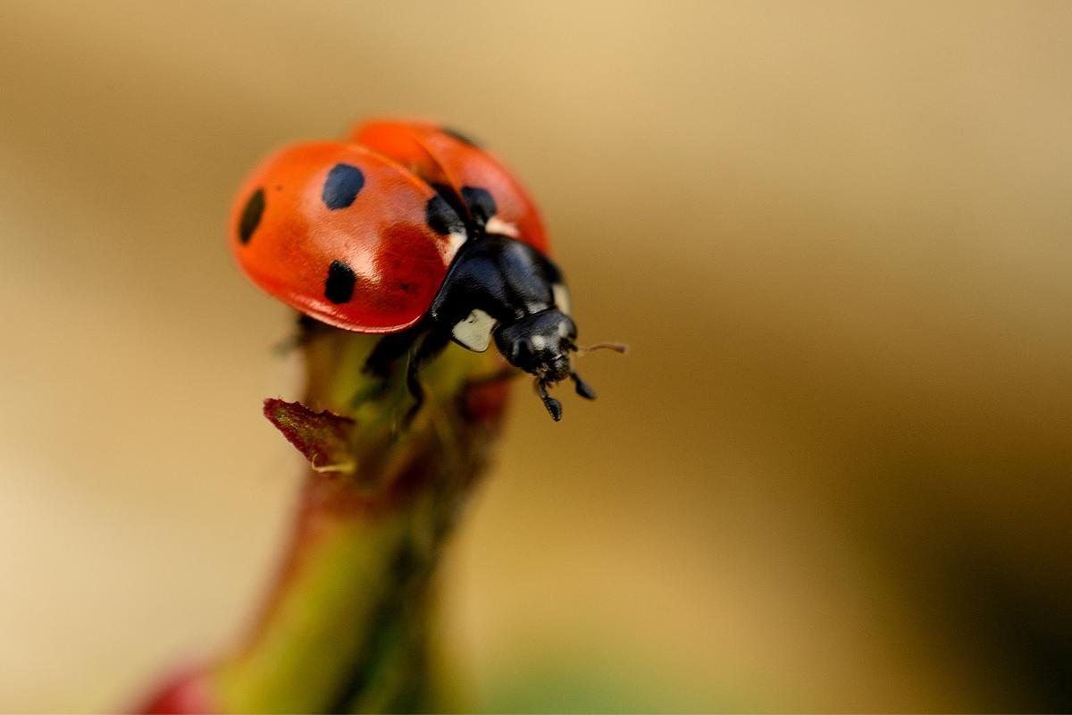 Do Ladybugs Bite Humans?