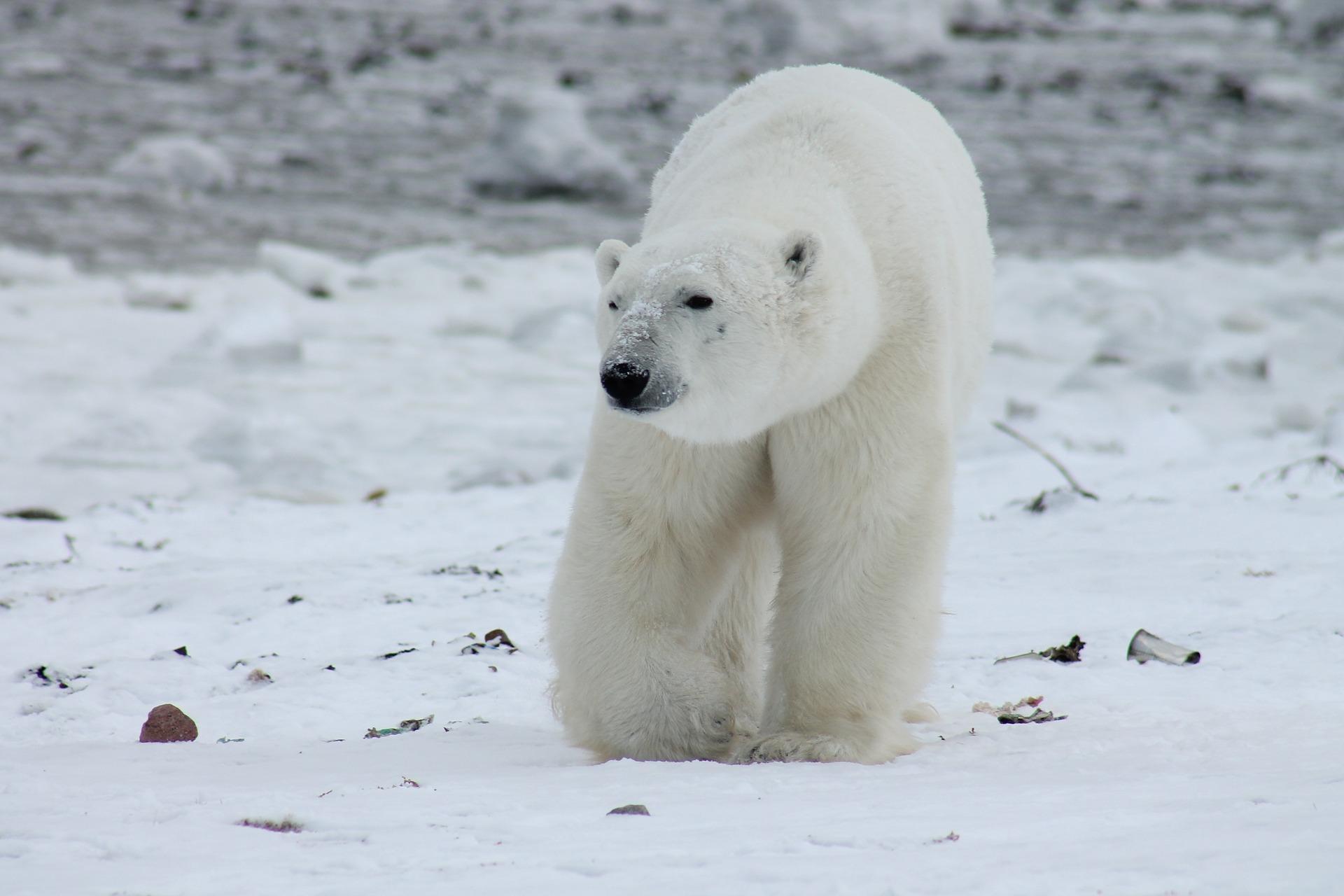 How Do Polar Bears Survive the Cold?