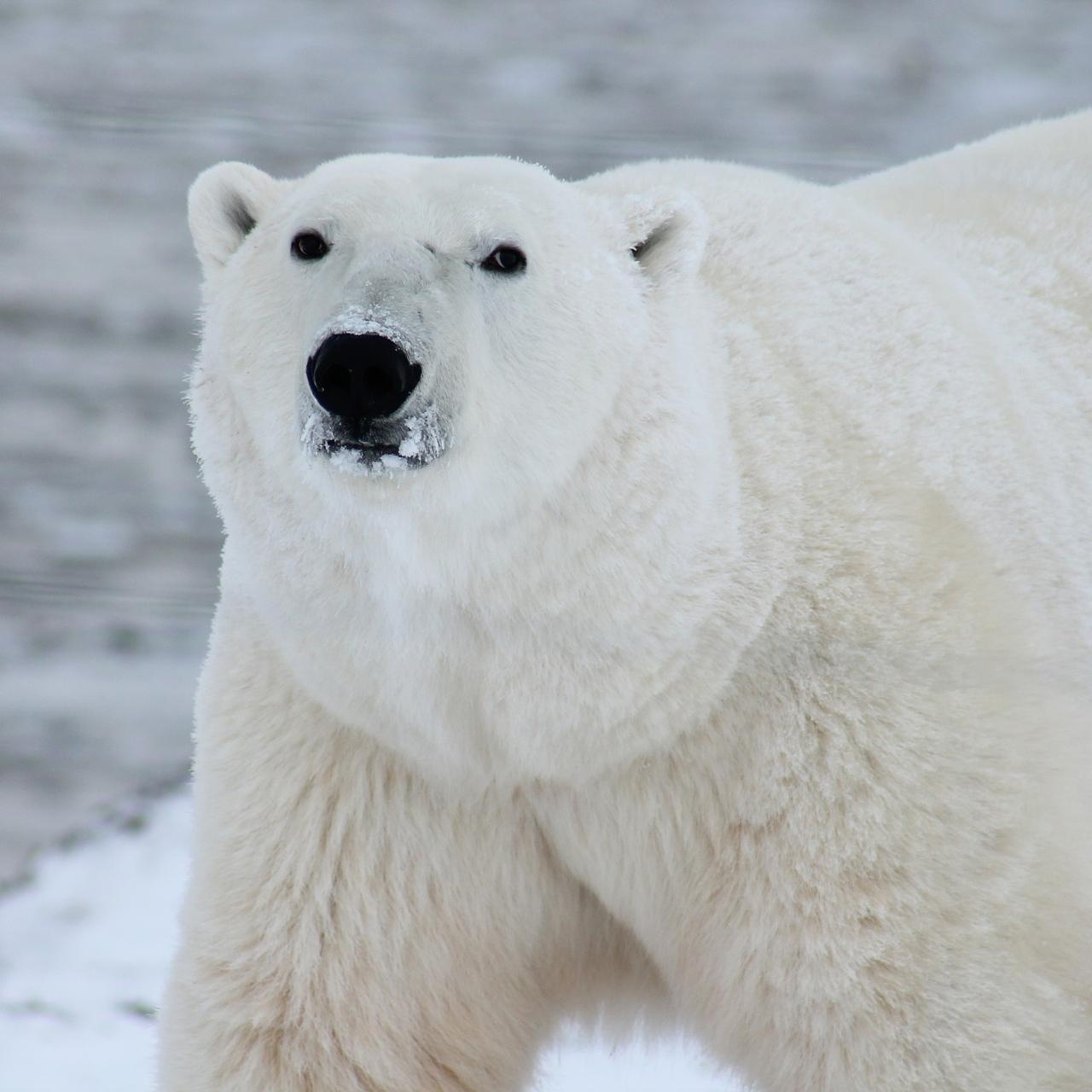 How Do Polar Bears Survive the Cold?