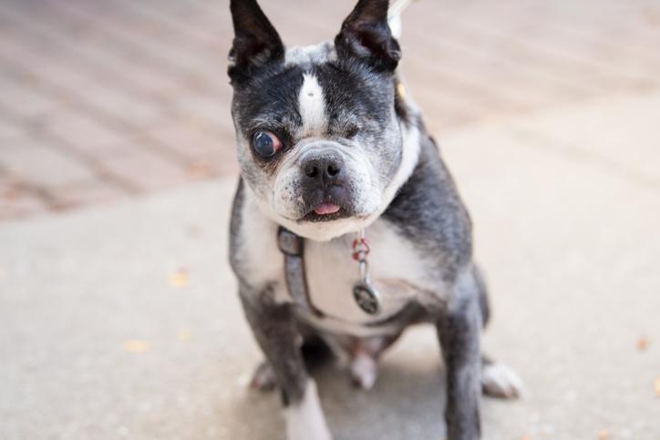 Why Does My Dog Scratch Its Eyes? - Main Causes