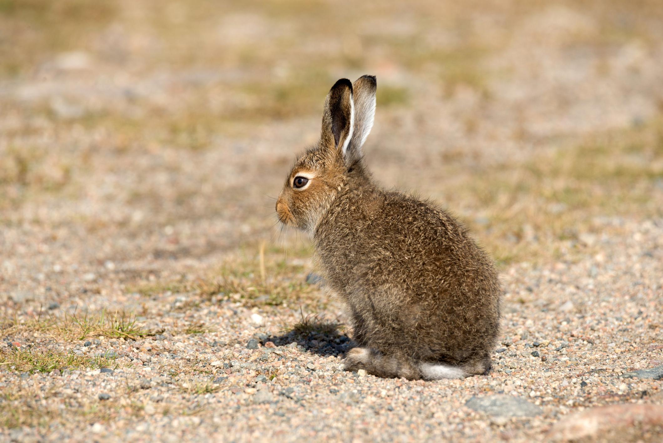 Feeding Habits of Hares - What Do Hares Eat?