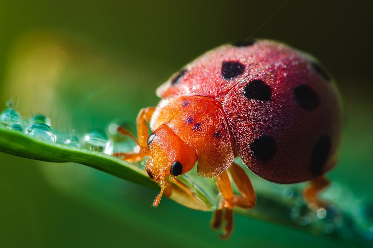 Do Ladybugs Bite Humans?