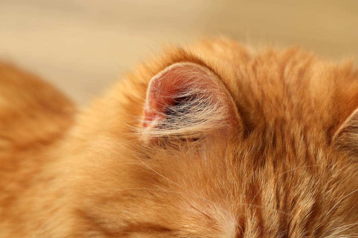 Black Wax in a Cat's Ears - Causes and Treatment