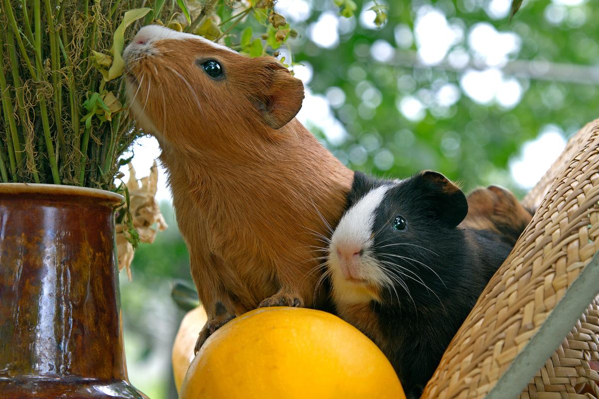 Scurvy in Guinea pigs - Symptoms and Treatment of Vitamin C Deficiency