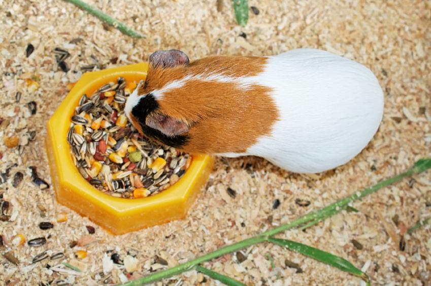 Scurvy in Guinea pigs - Symptoms and Treatment of Vitamin C Deficiency