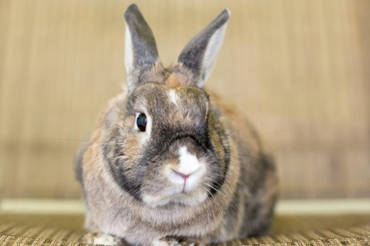 Why Do Rabbits Twitch Their Noses? - 5 Reasons And How to Decode Them