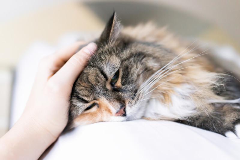 Why is My Cat Fainting? - Syncope in Cats - Causes and What to Do