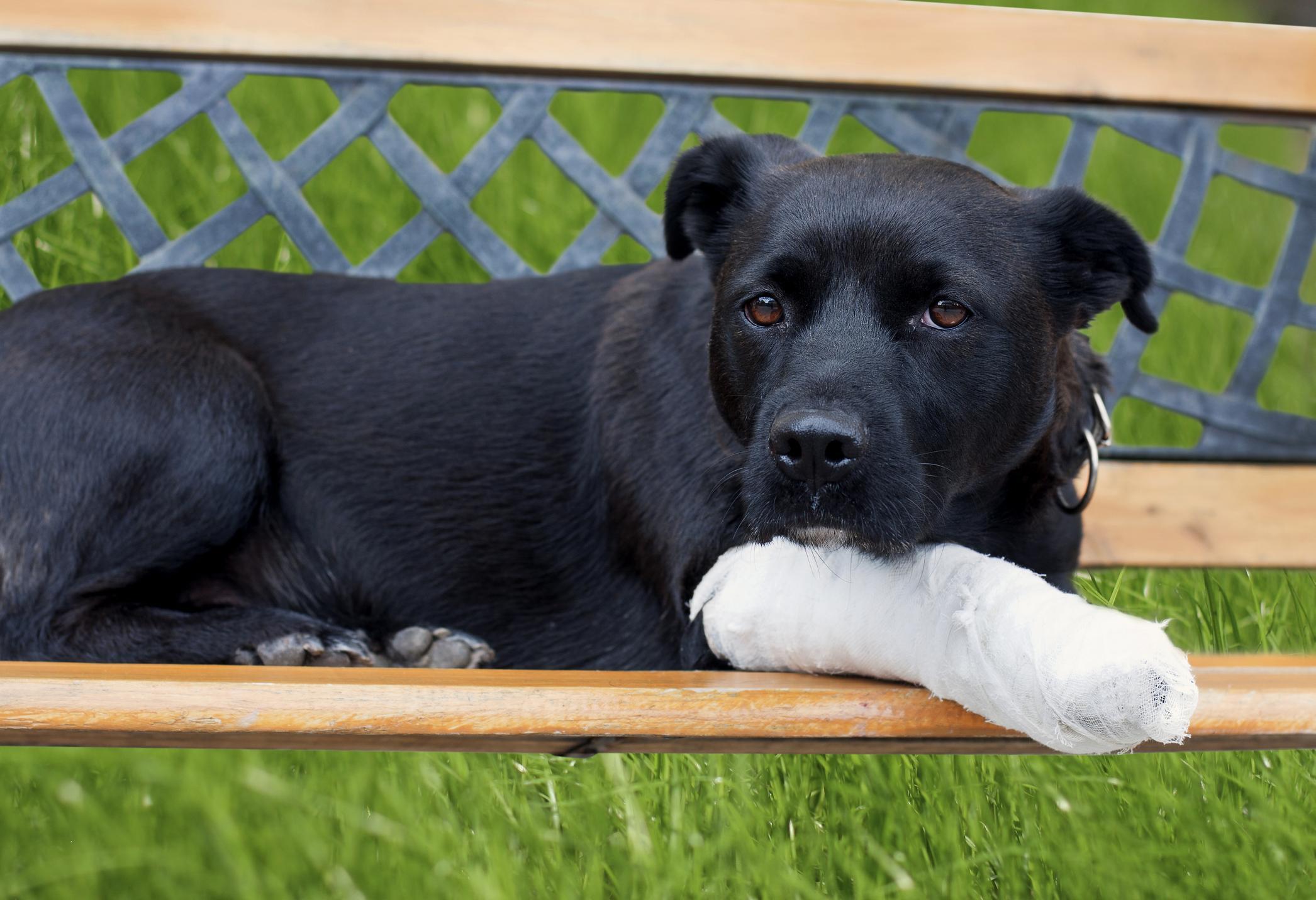 Metamizole for Dogs - Usage, Dosage and Side Effects