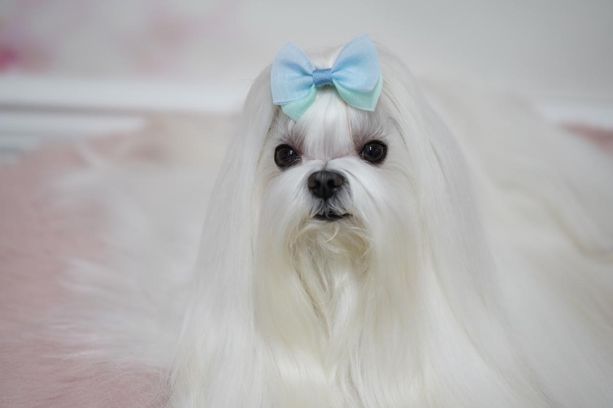 Maltese Dogs: Differences Between the American, Korean, and European Lines