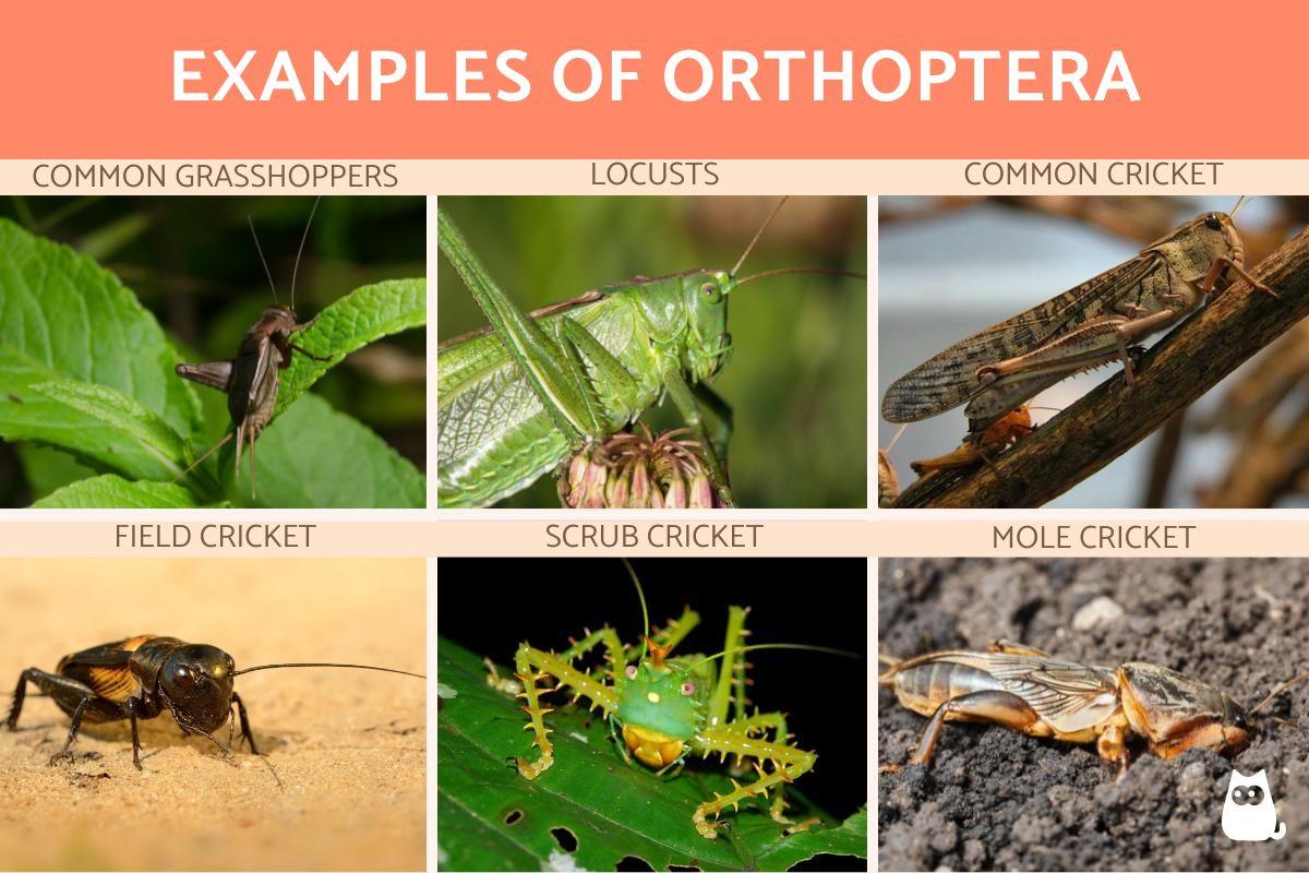 What Are the Characteristics of Orthoptera? - Common Examples & Key ...