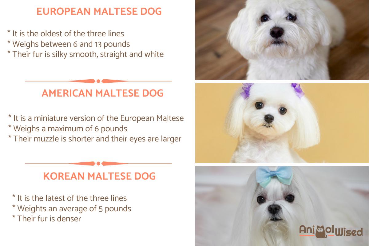 Maltese Dogs: Differences Between the American, Korean, and European Lines