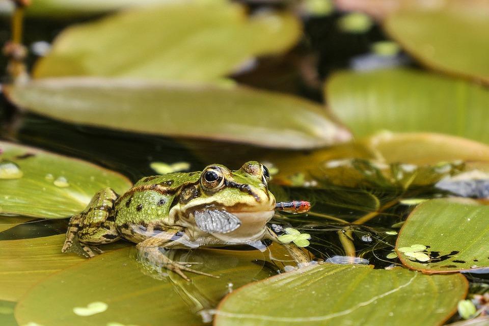 What do Frogs Eat? - Feeding Pet Frogs