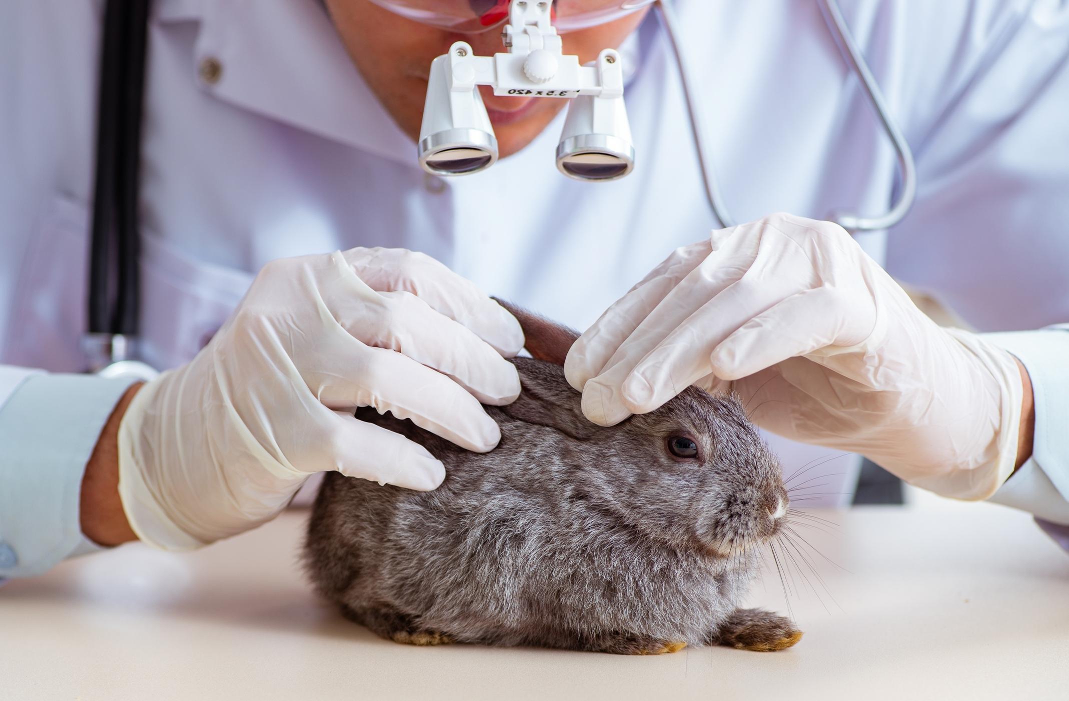 Common Diseases of Rabbit Ears - Symptoms, Causes and Treatment