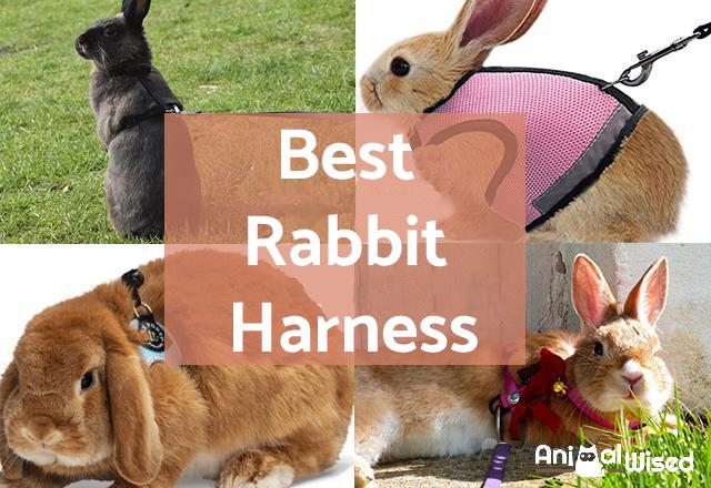 Harness for Rabbits - How to Choose the Best Harness for Your Rabbit