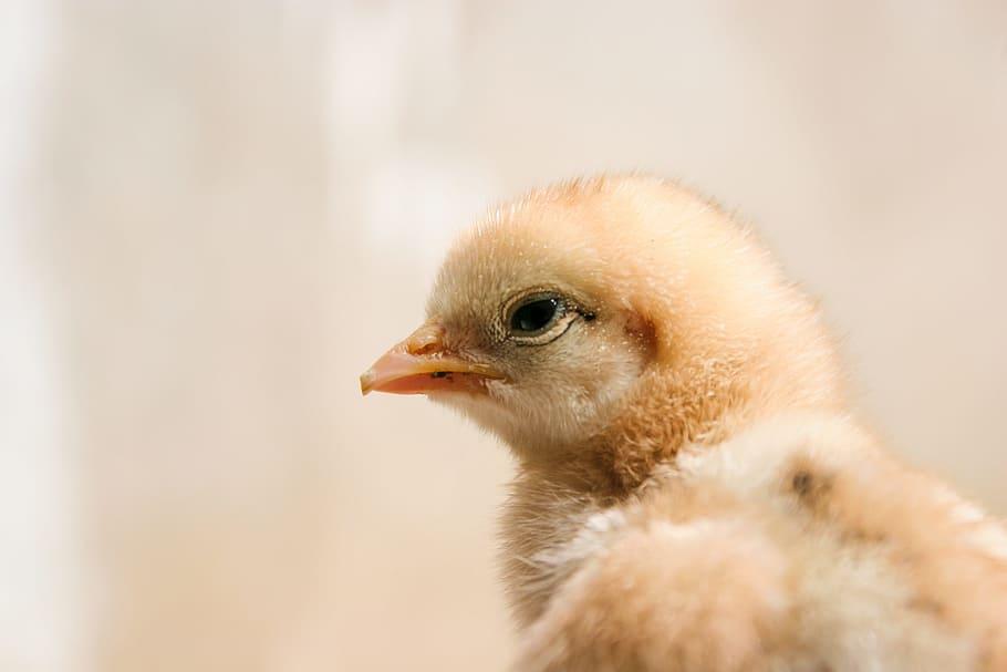 How to Tell If a Chick is Male or Female - Methods of Sexing Chickens