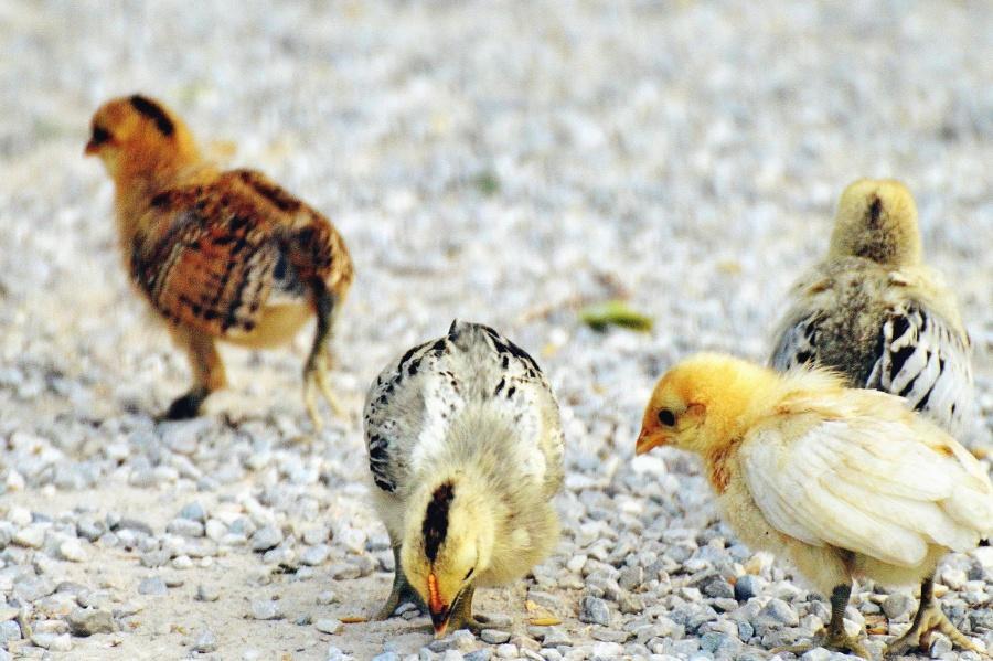 How to Tell If a Chick is Male or Female - Methods of Sexing Chickens