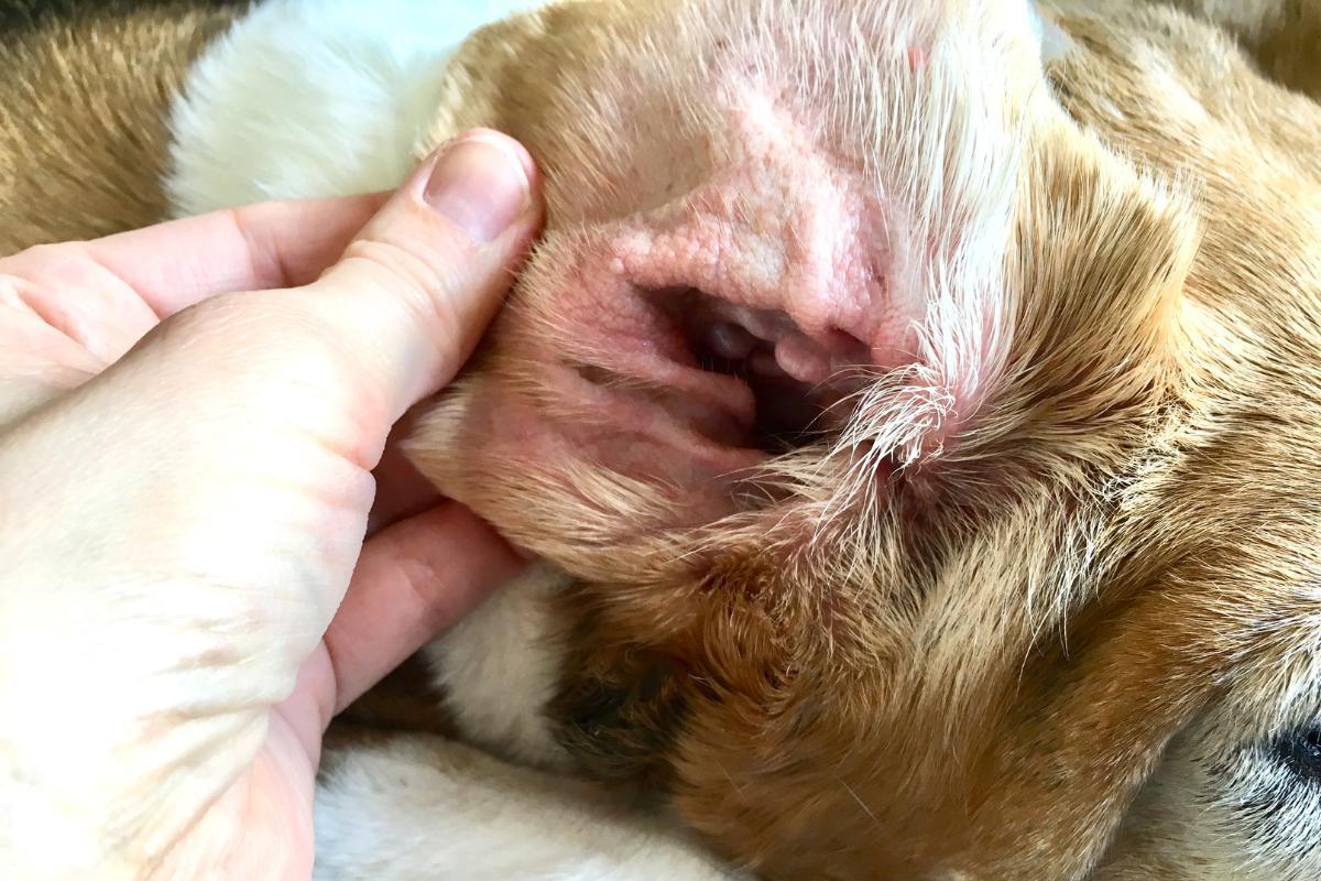 My Dog's Ears Are Red and Itchy - Causes and Treatment