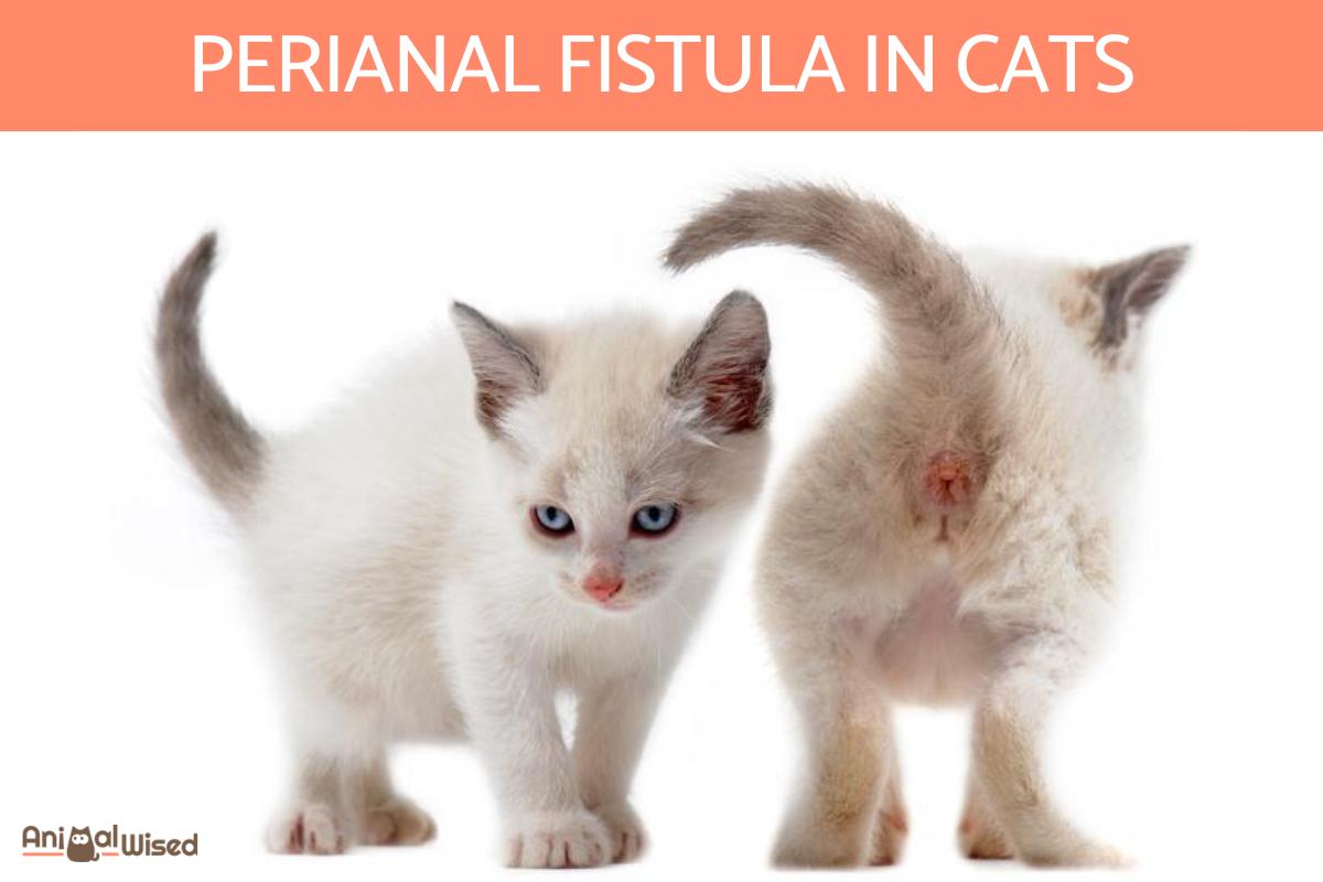 Perianal Fistula in Cats - Causes, Symptoms and Treatment