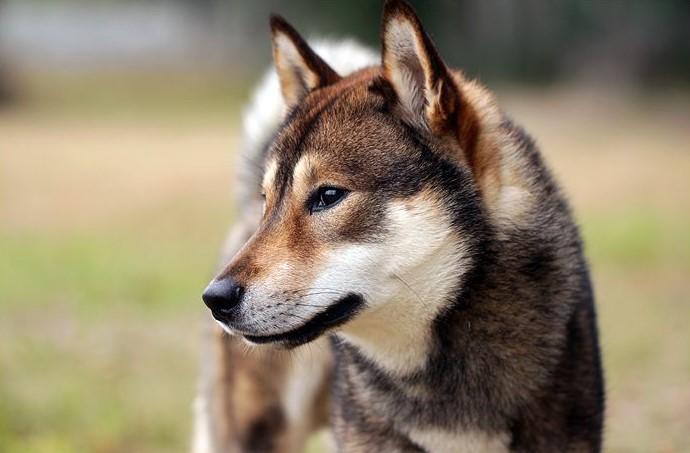 Japanese Dog Breeds List - Dogs Originating in Japan With Photos