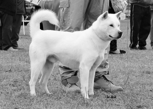 Japanese Dog Breeds List - Dogs Originating in Japan With Photos