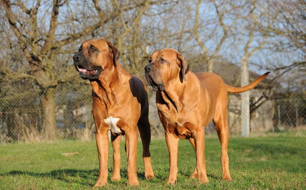 Japanese Dog Breeds List - Dogs Originating in Japan With Photos
