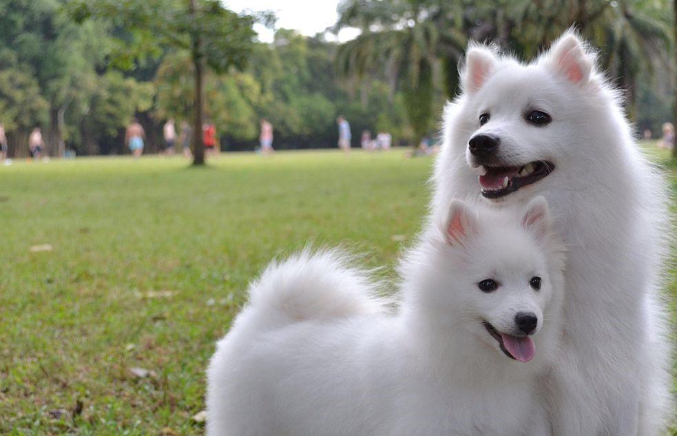 Japanese Dog Breeds List - Dogs Originating in Japan With Photos