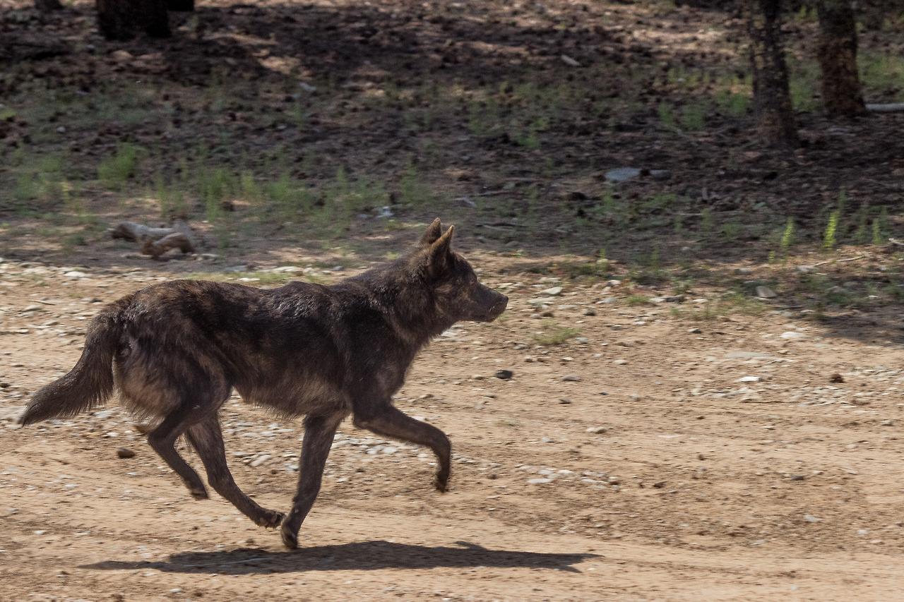Japanese Dog Breeds List - Dogs Originating in Japan With Photos